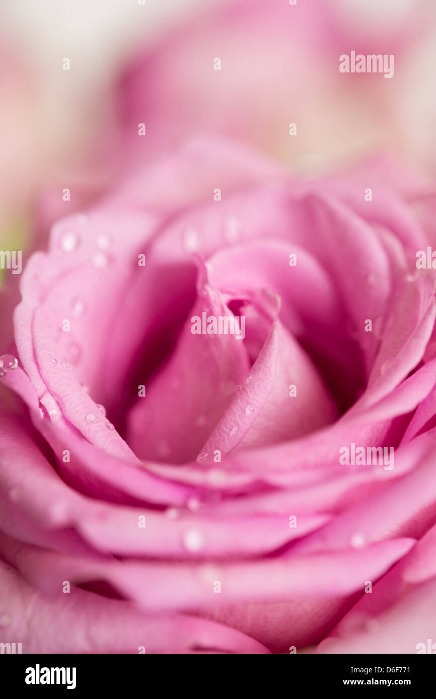 Soft moist flower petals hi-res stock photography and images - Alamy