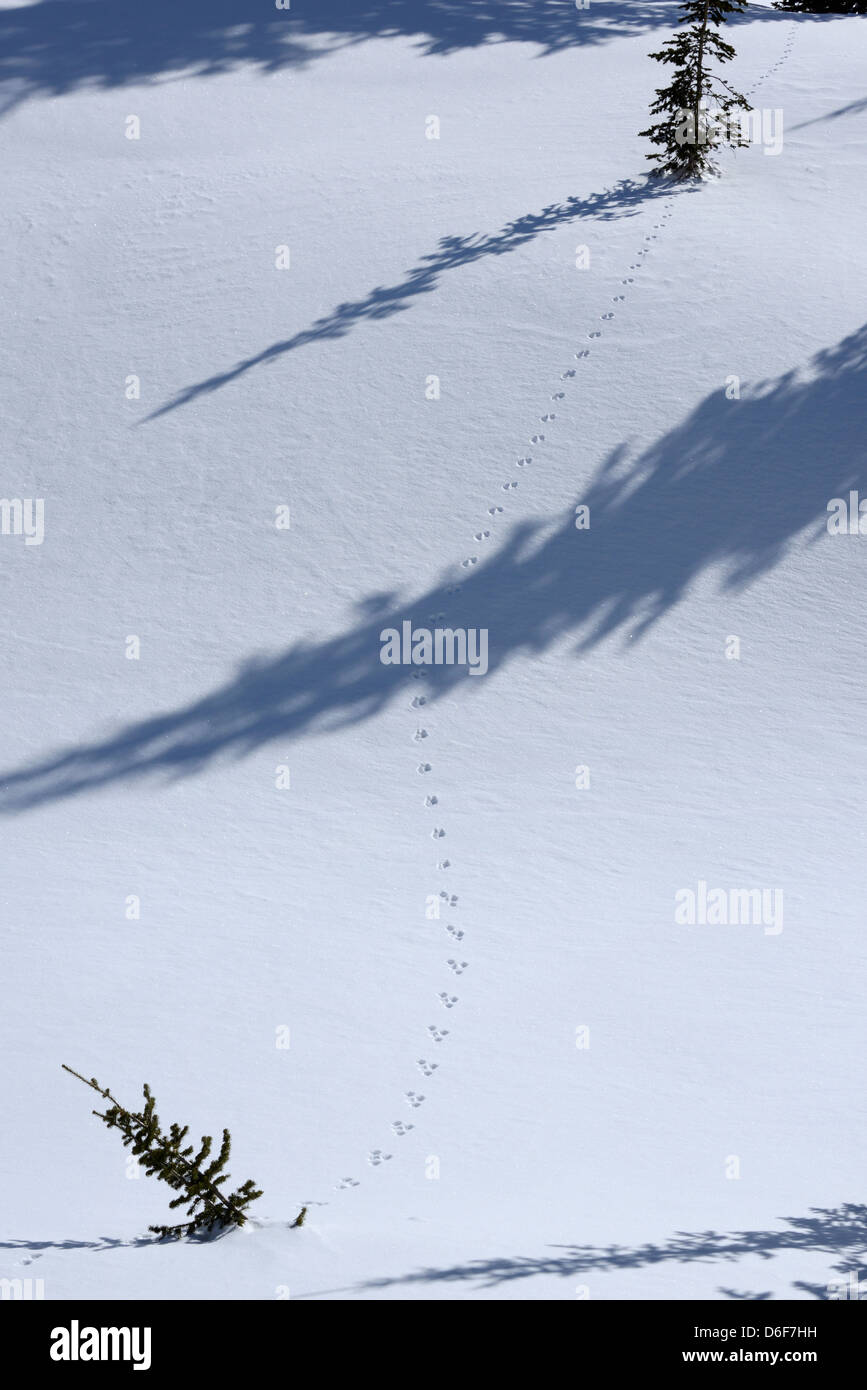 Rabbit tracks in snow hi-res stock photography and images - Alamy