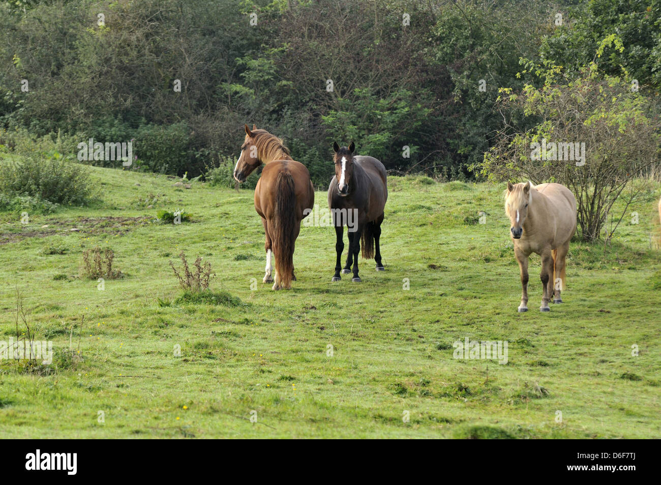 Horses feeding on their enclosed summer pasture-land Stock Photo - Alamy