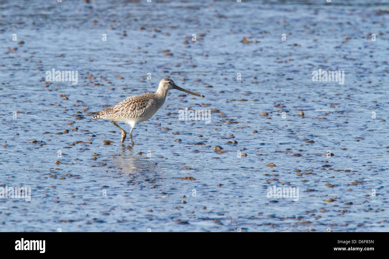 Bar Tailed Godwit (Limosa Lapponica) in the Mud Norfolk UK Stock Photo ...