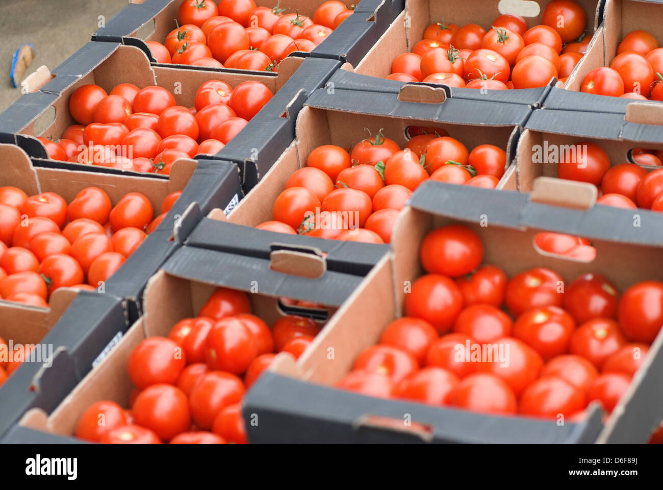 Boxes of Tomatoes Stock Photo - Alamy