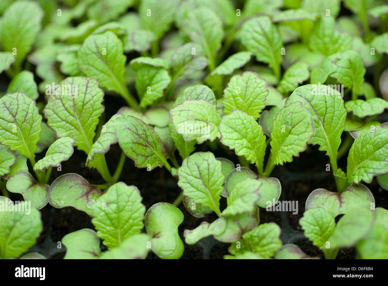 Mustard greens growing hi-res stock photography and images - Alamy