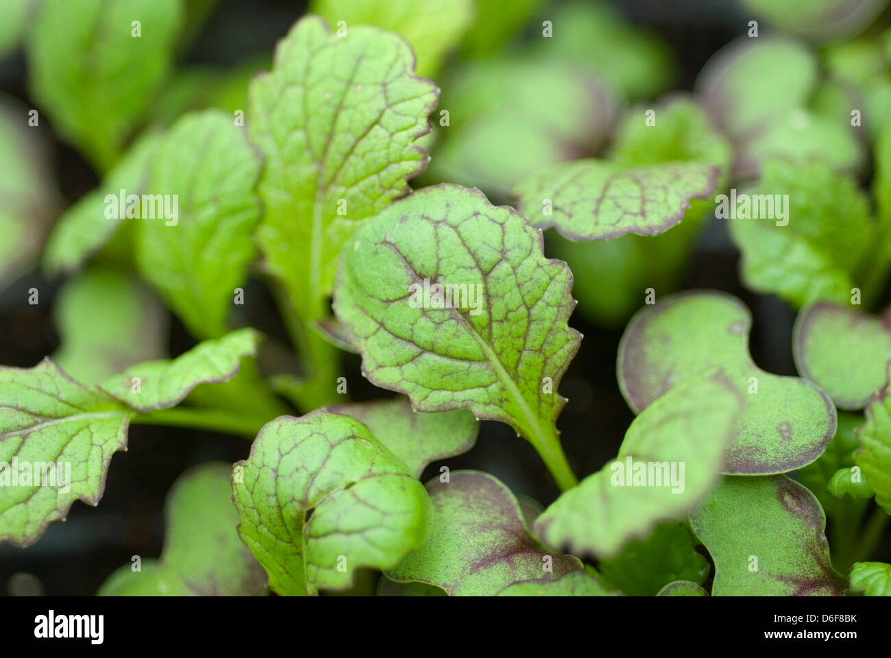 Mustards growing hi-res stock photography and images - Alamy