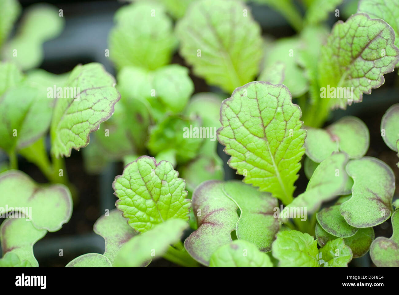 Mustards growing hi-res stock photography and images - Alamy