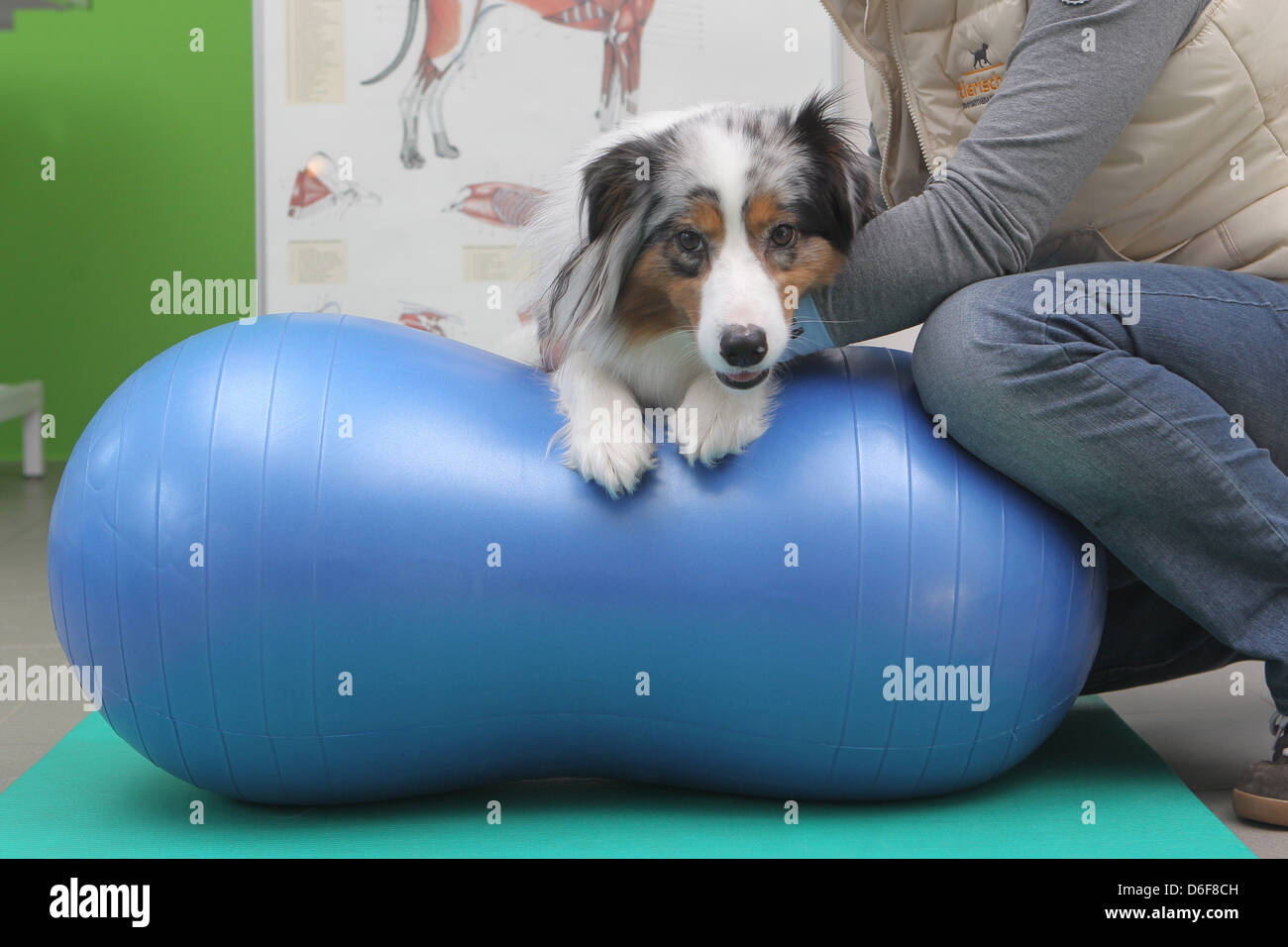 Wees, Germany, an Australian Shepherd dog trained Beastly fit with a ...