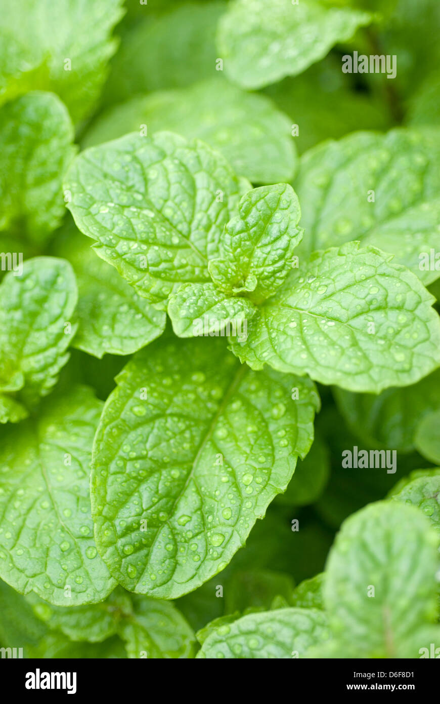 Mint leaves water drops hi-res stock photography and images - Alamy
