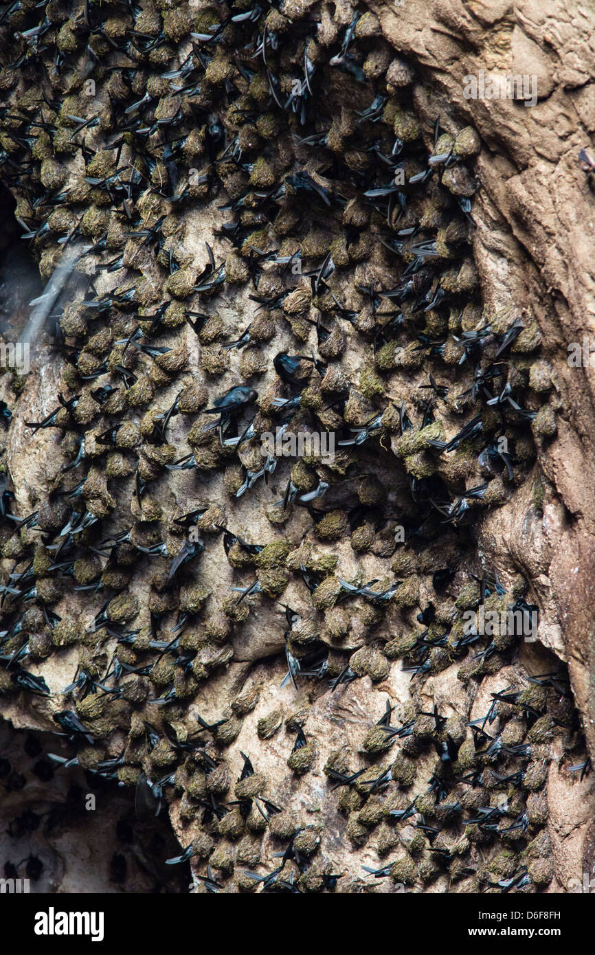 Colony of egg cup size Glossy Swiftlet nests on the walls of the ...