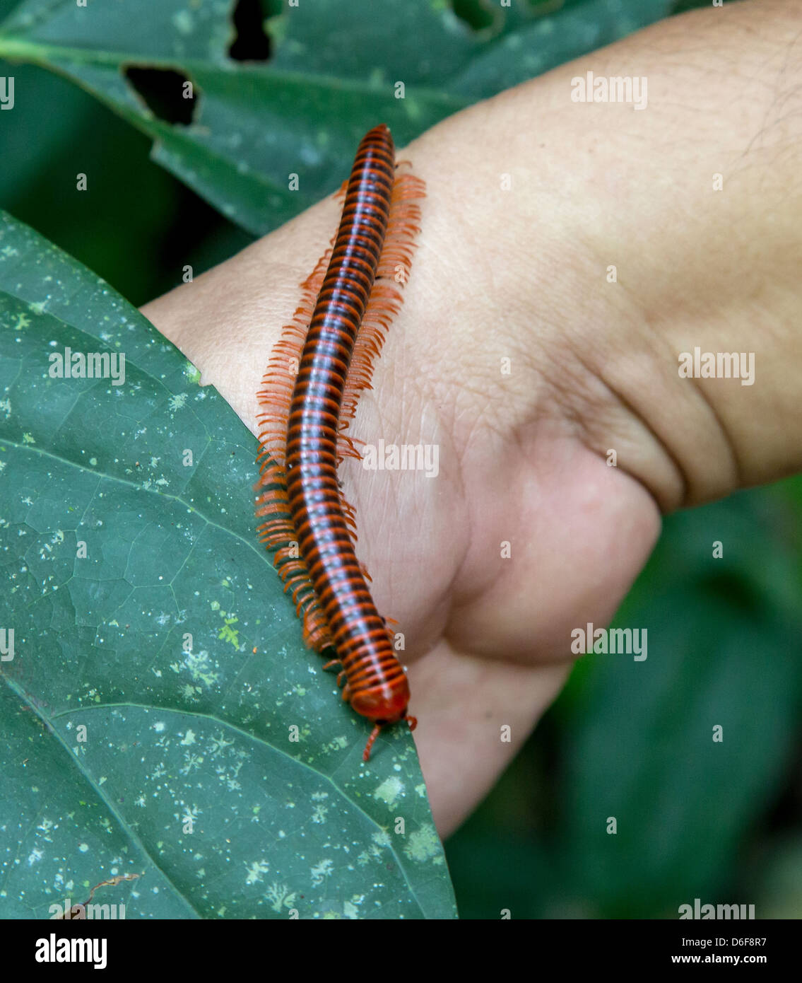 Giant African Millipede Cyanide
