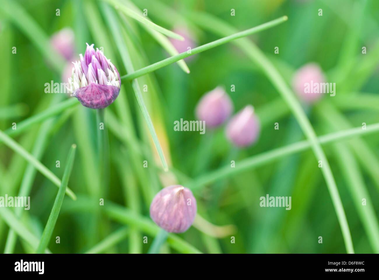 Chives in Flower Stock Photo - Alamy
