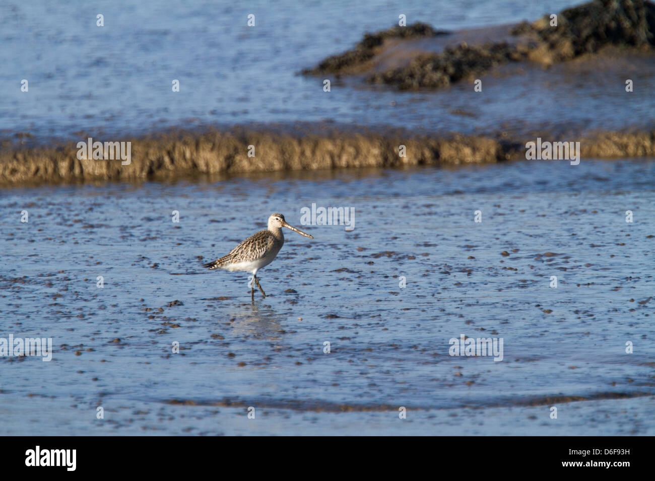 Bar Tailed Godwit (Limosa Lapponica Stock Photo - Alamy