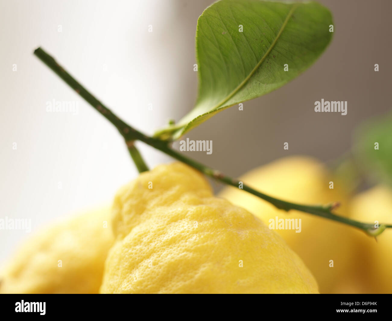 Lemons and Leaves Stock Photo - Alamy