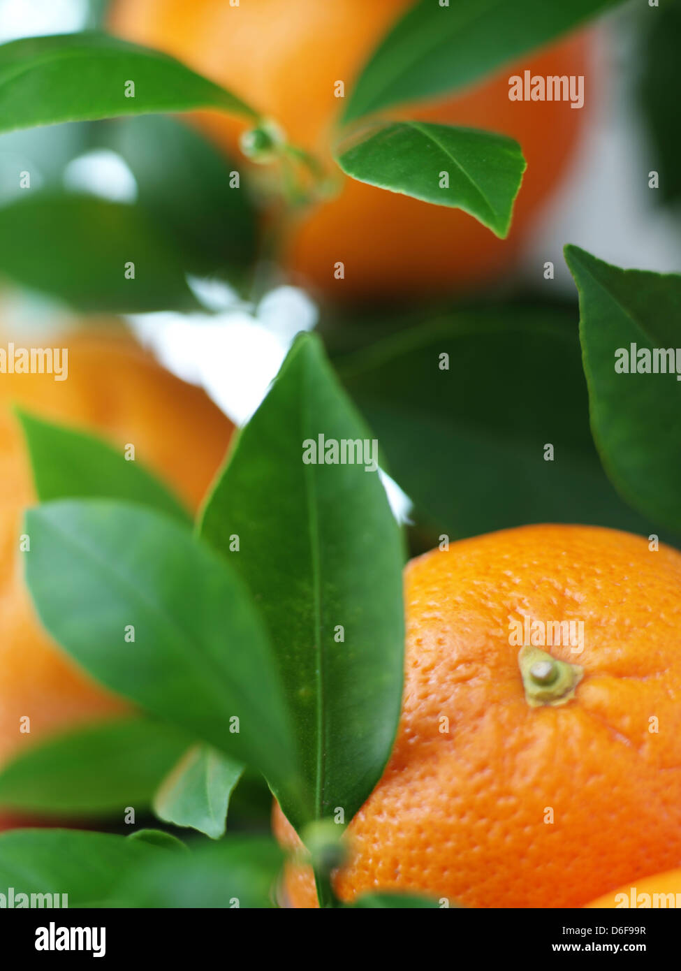 Oranges and Leaves Stock Photo - Alamy