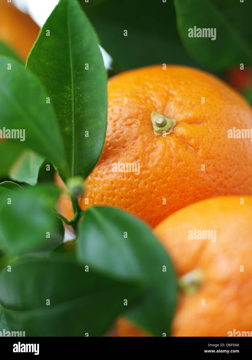 Oranges and Leaves Stock Photo - Alamy