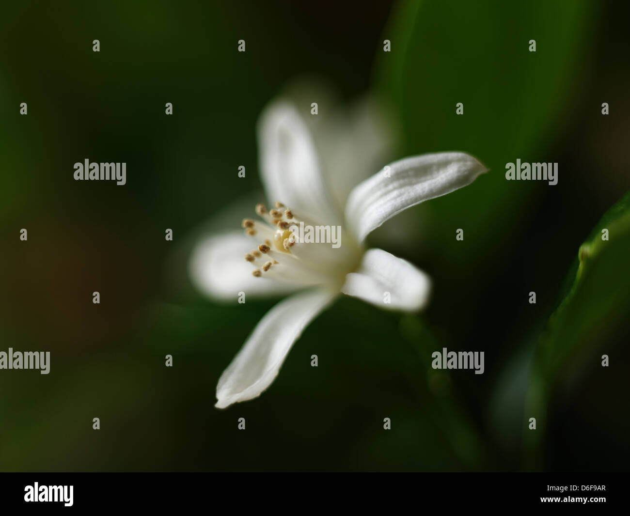Vanilla growing hi-res stock photography and images - Alamy