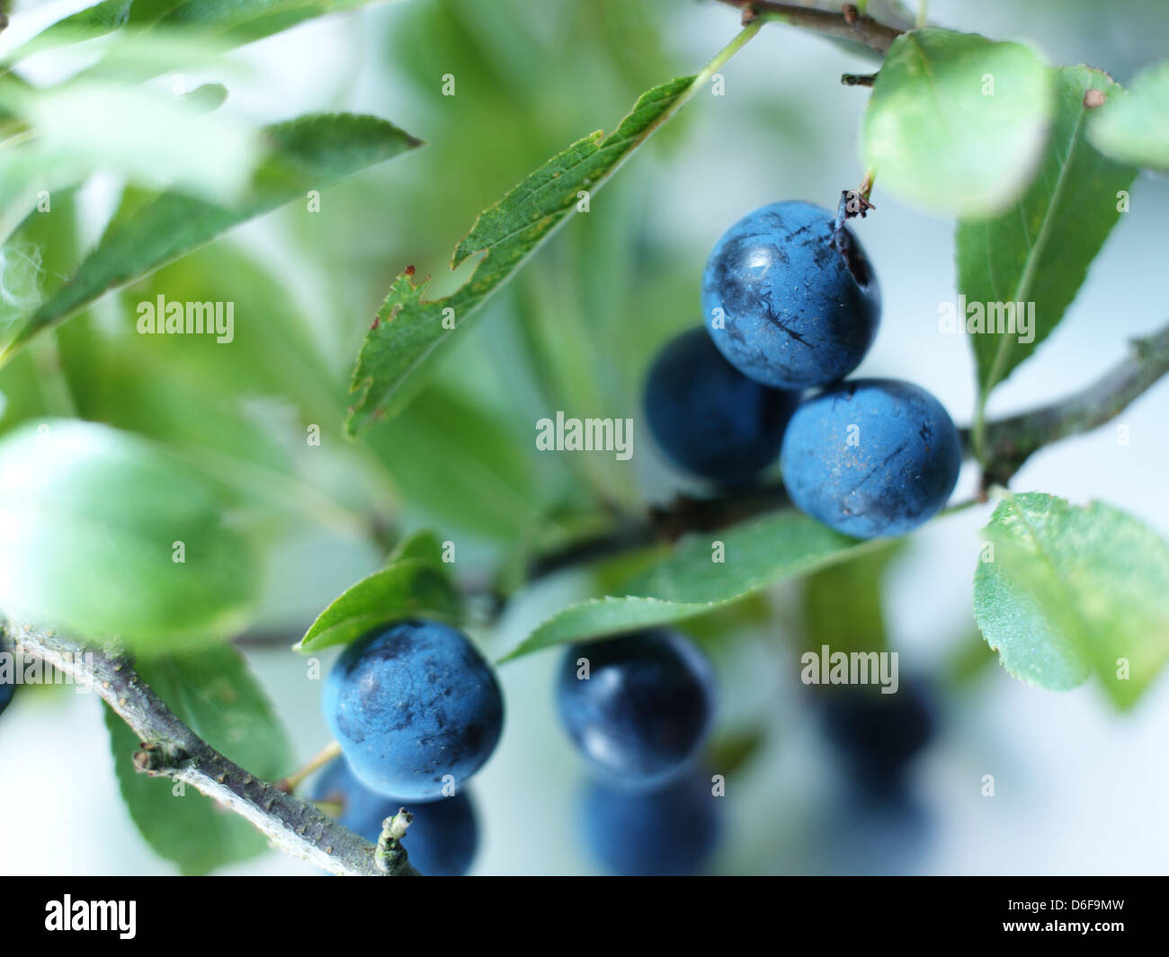 Sloes growing hi-res stock photography and images - Alamy