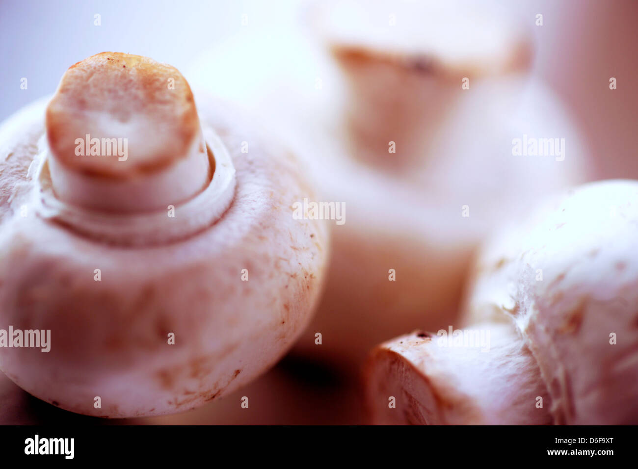 Button caps mushrooms hi-res stock photography and images - Alamy