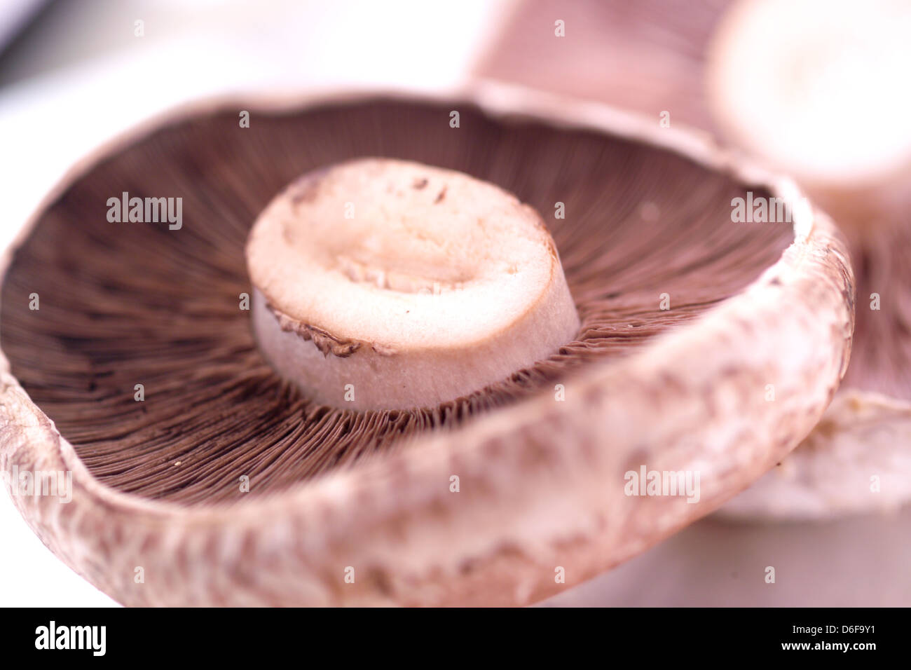 Two Flat Mushrooms Stock Photo - Alamy