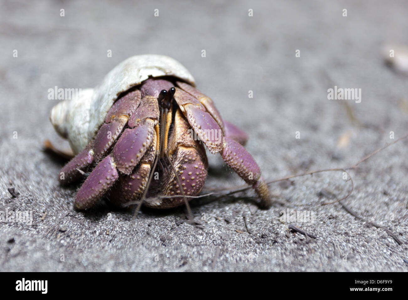 Pink hermit crab hi-res stock photography and images - Alamy