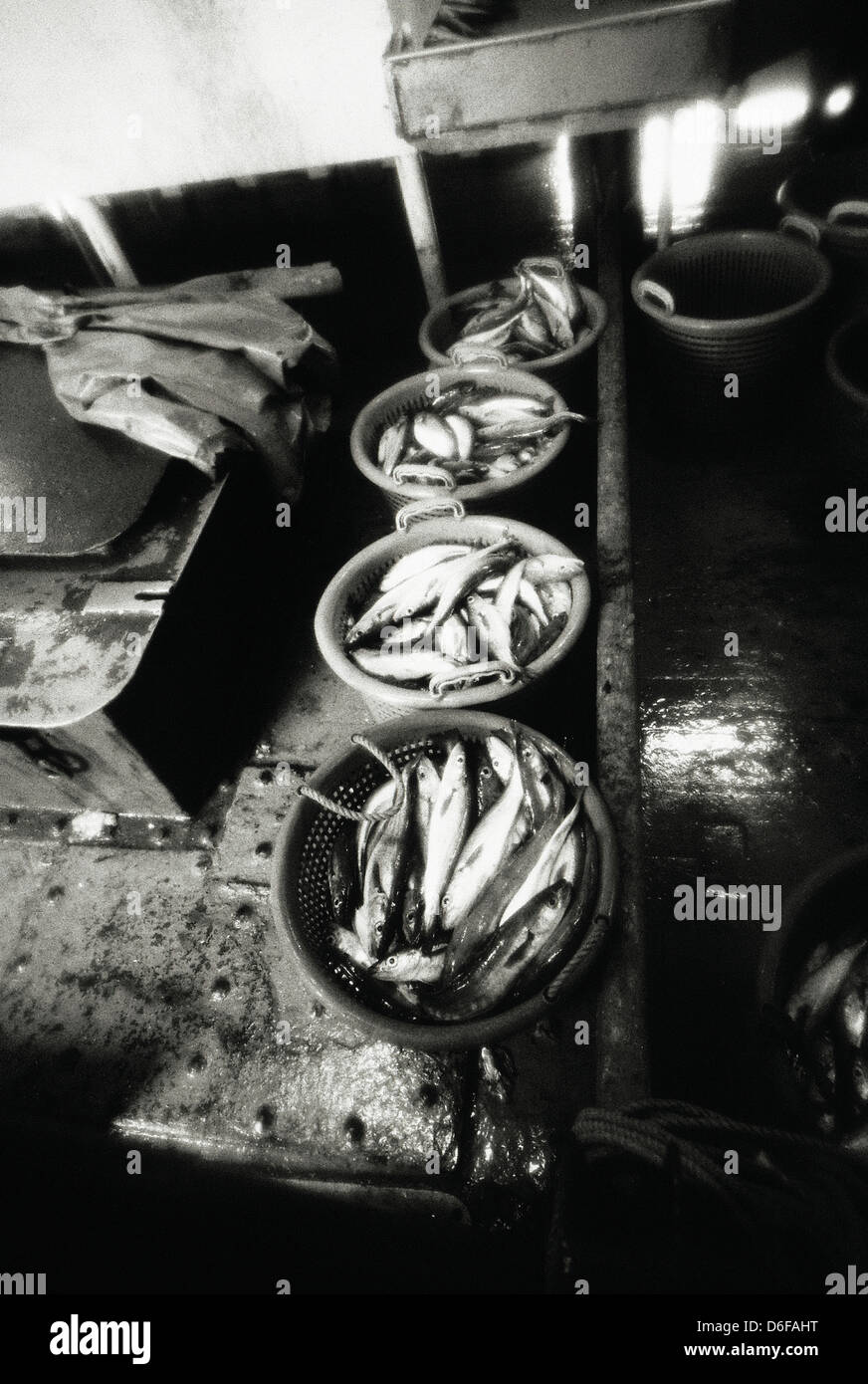 Buckets of Fish Stock Photo - Alamy