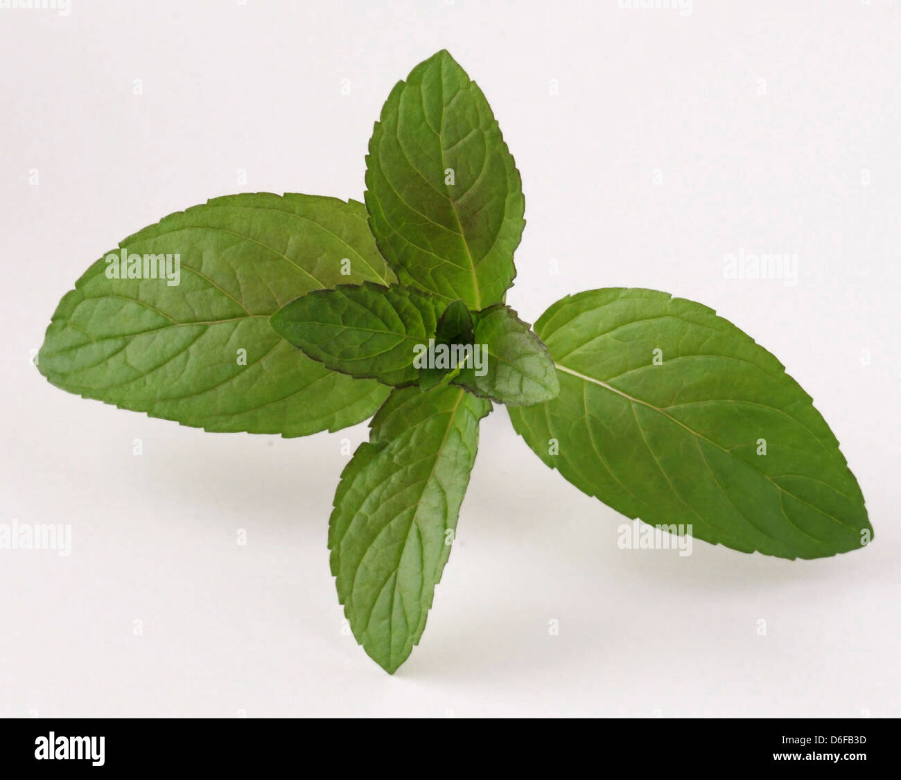Cut-out of Peppermint Sprig Stock Photo - Alamy