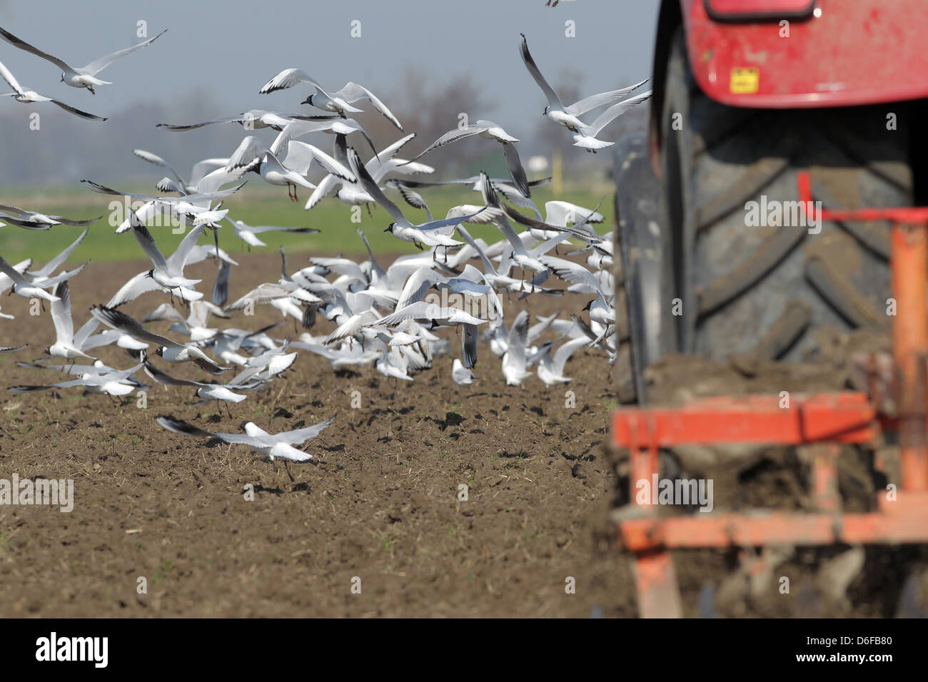 Wesselburener Deichhausen, Germany, tractor with harrow on the field ...