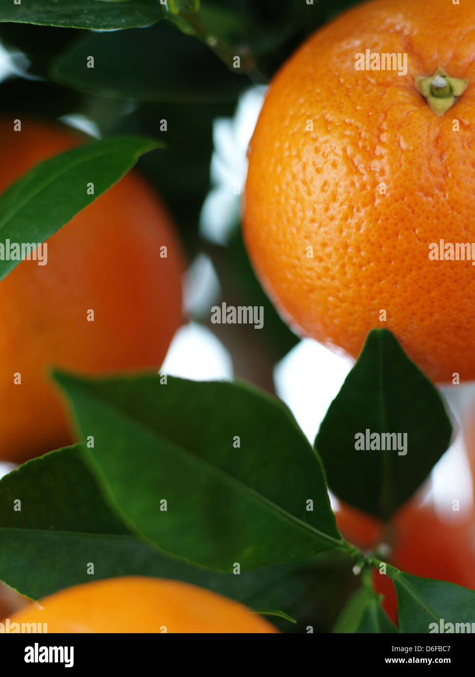 Oranges and Leaves Stock Photo - Alamy