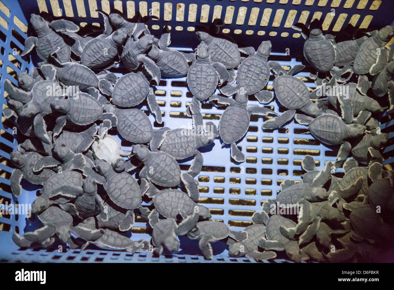 Newly hatched Green Turtles in a plastic bread basket waiting to be ...