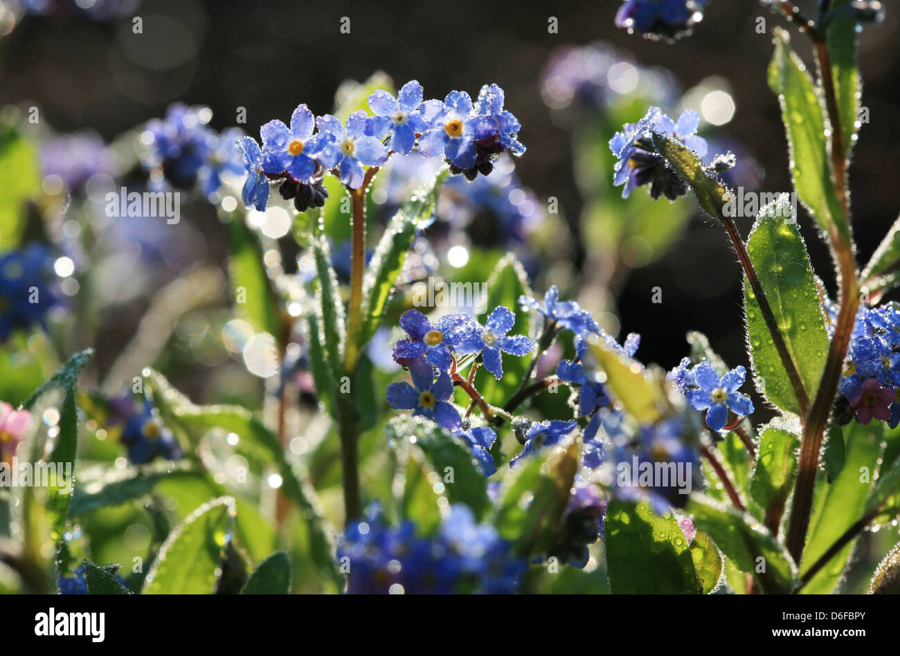 Water forget me not 010 hi-res stock photography and images - Alamy