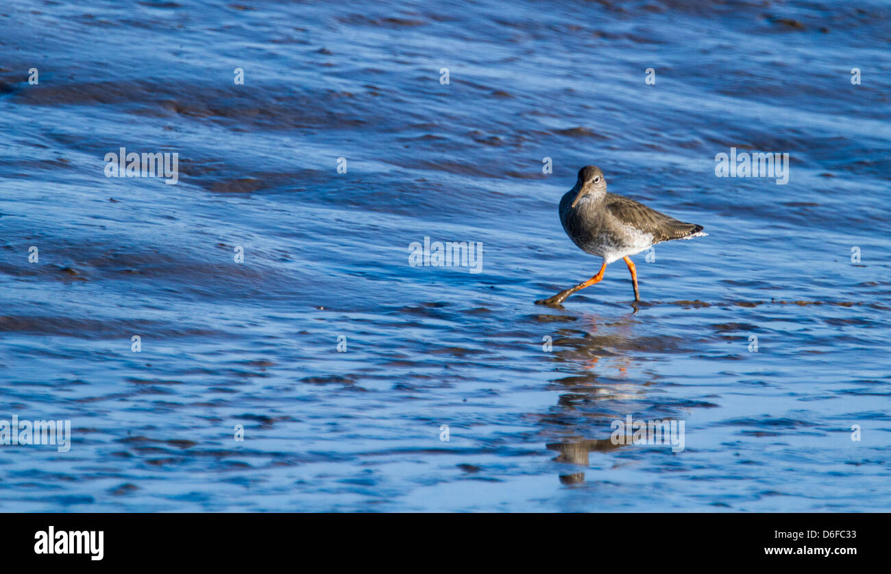 Red Shank (Tringa Totanus) in the mud Norfolk UK Stock Photo - Alamy