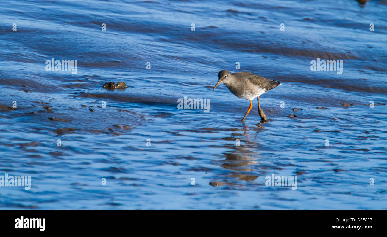 Red Shank (Tringa Totanus) in the mud Norfolk UK Stock Photo - Alamy