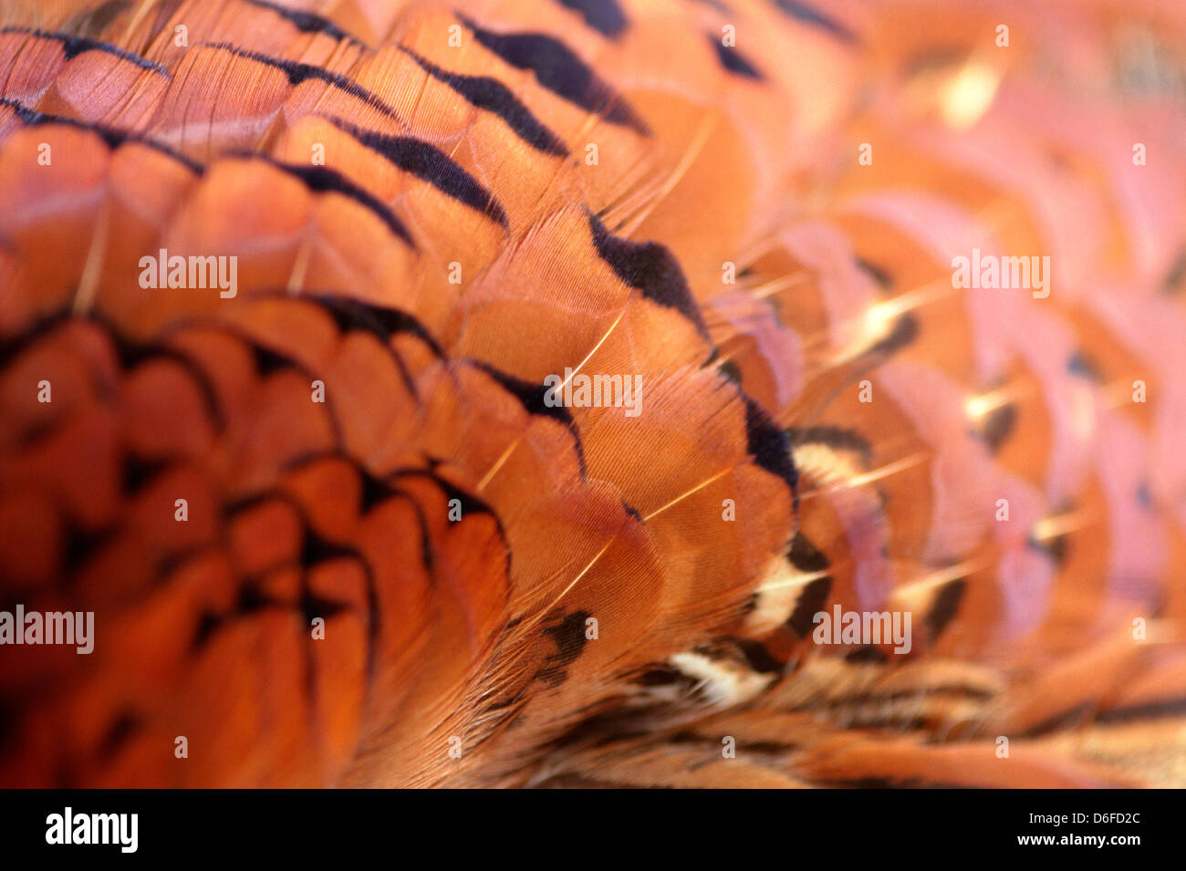 Bronze feathers hi-res stock photography and images - Alamy