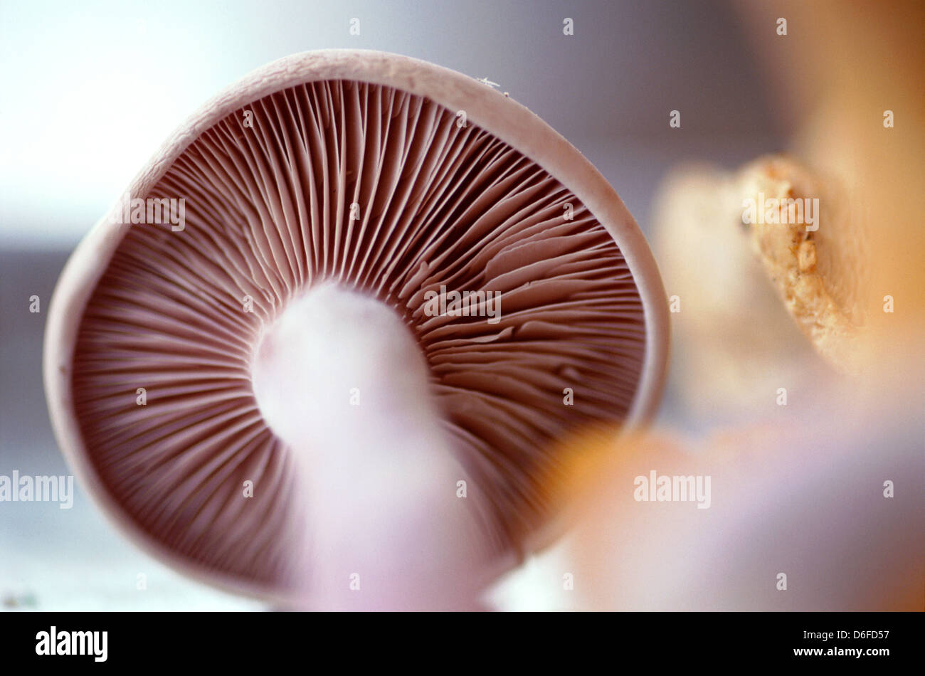 Whites caps hi-res stock photography and images - Alamy