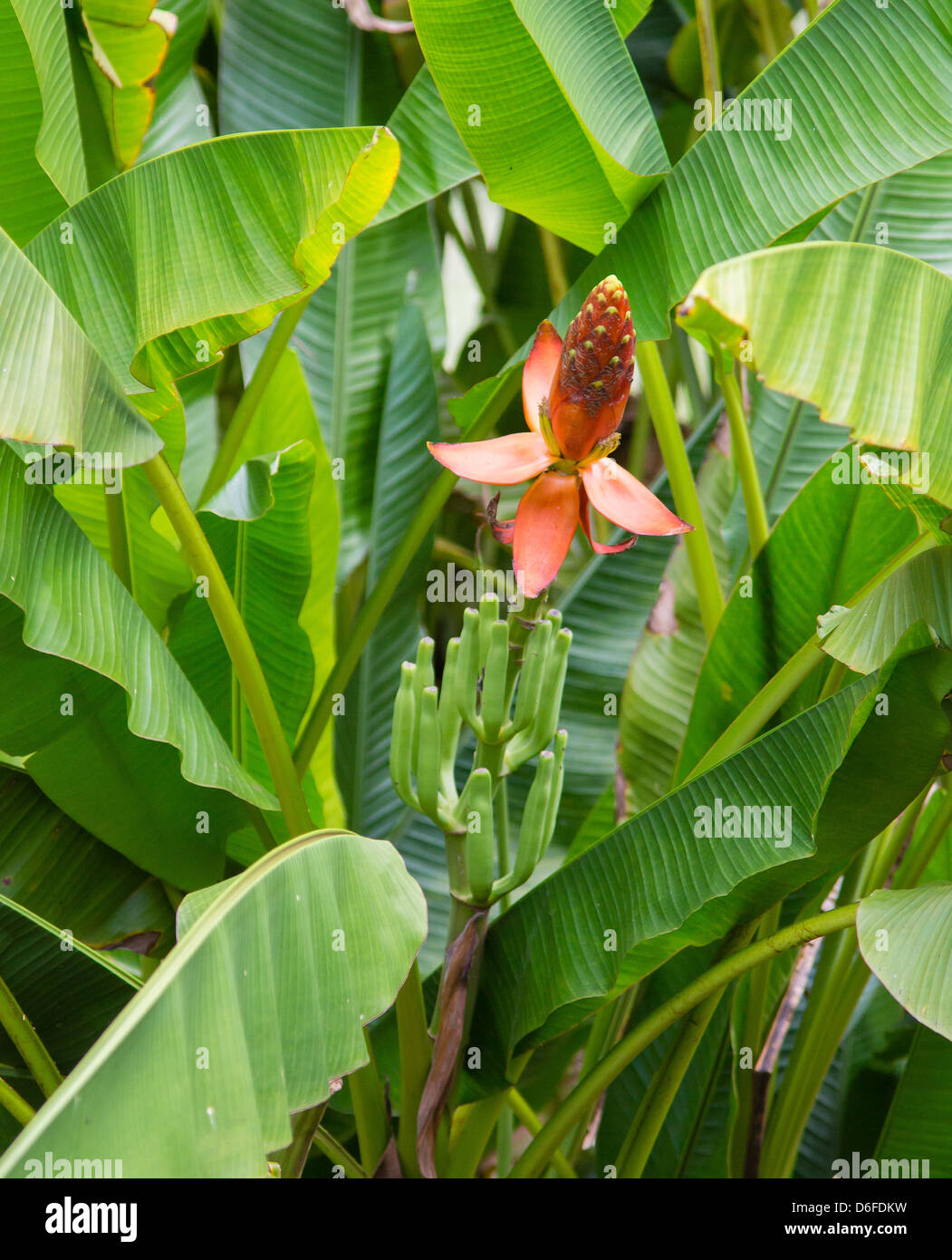 Banana plant Musa sp with orange flowers growing as an ornamental plant ...
