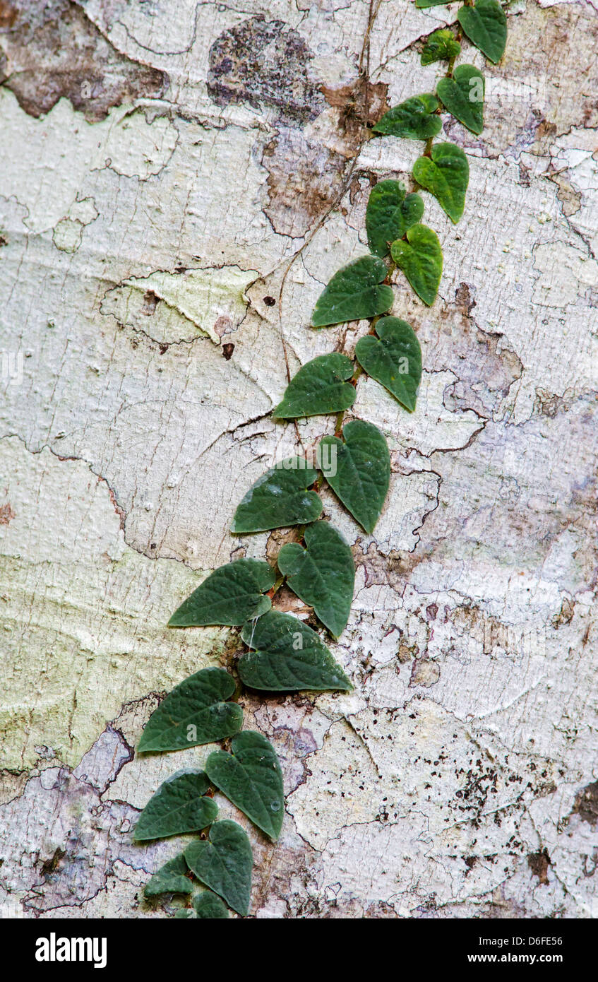 Creeping vine hi-res stock photography and images - Alamy