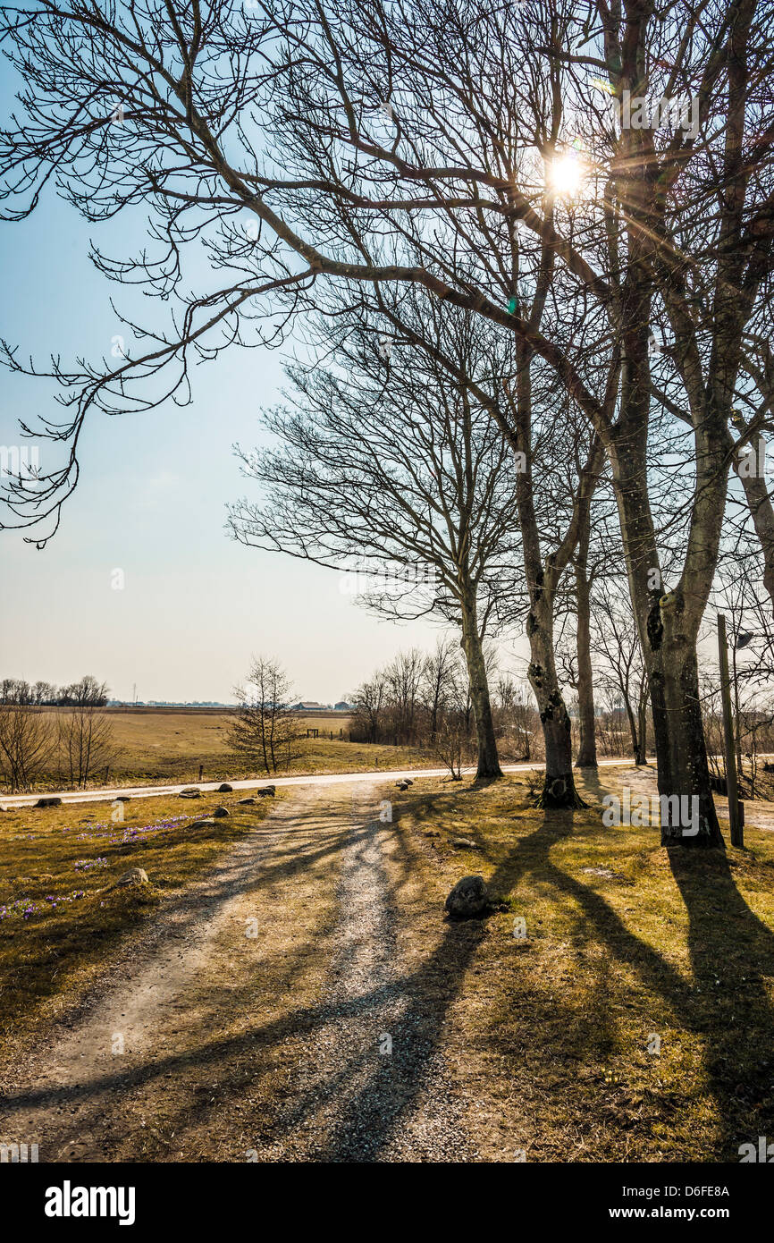 Trees against the light path and with lawn and shade Stock Photo - Alamy