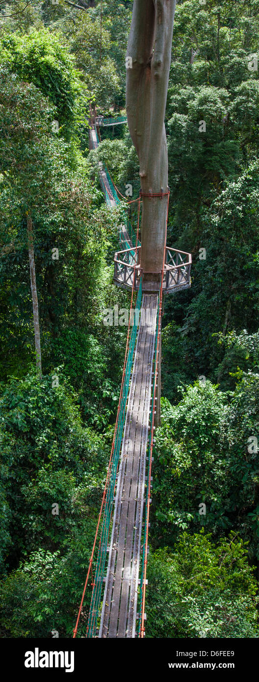 Canopy Walkway at the Borneo Rainforest Lodge in the Danum Valley Sabah ...