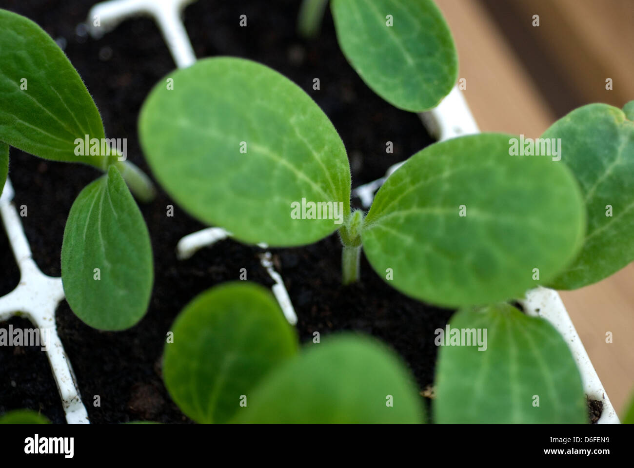 Gourd seedlings hi-res stock photography and images - Alamy