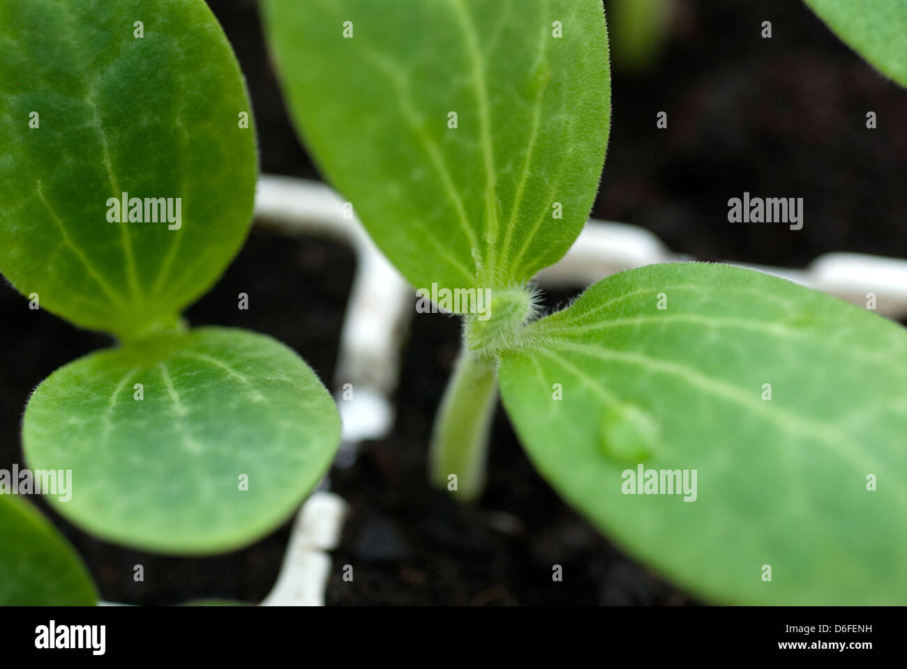 Gourd seedlings hi-res stock photography and images - Alamy