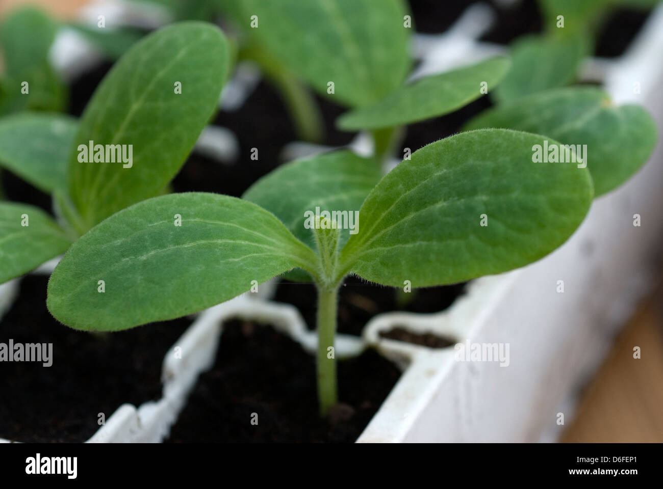 Gourd seedlings hi-res stock photography and images - Alamy
