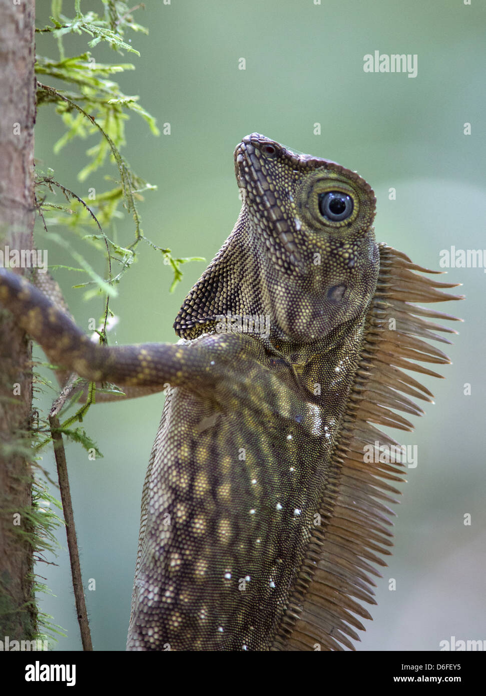 Long Crested Forest Dragon Lizard High Resolution Stock Photography and ...