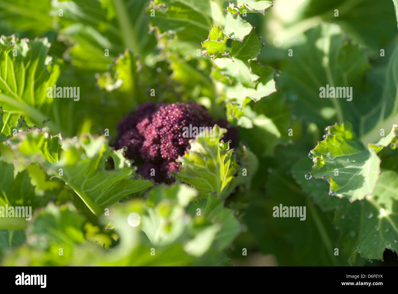 Sprouting broccoli flowers hi-res stock photography and images - Alamy