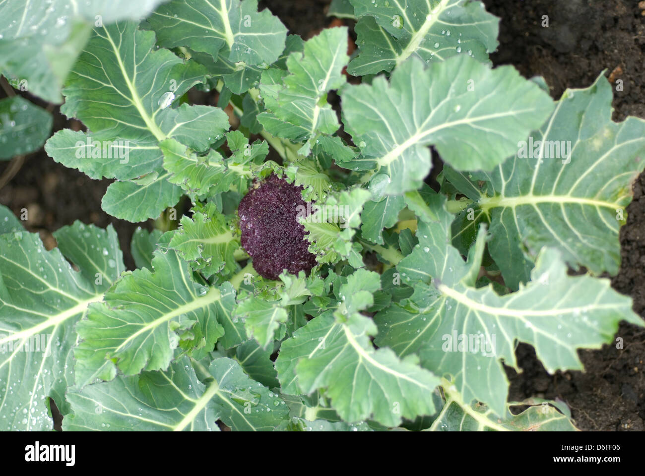 Purple Sprouting Broccoli Stock Photo - Alamy