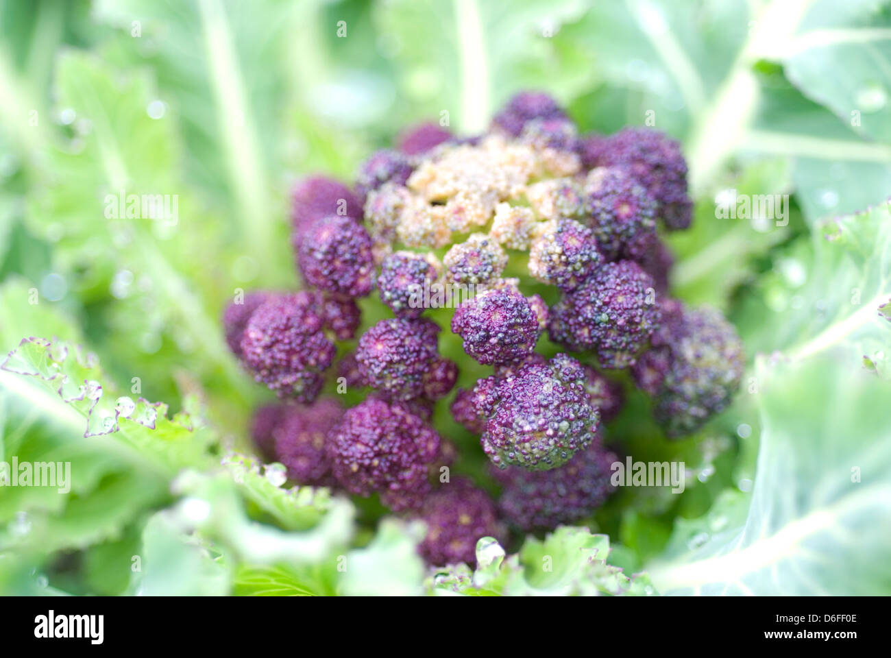 Purple Sprouting Broccoli Stock Photo - Alamy