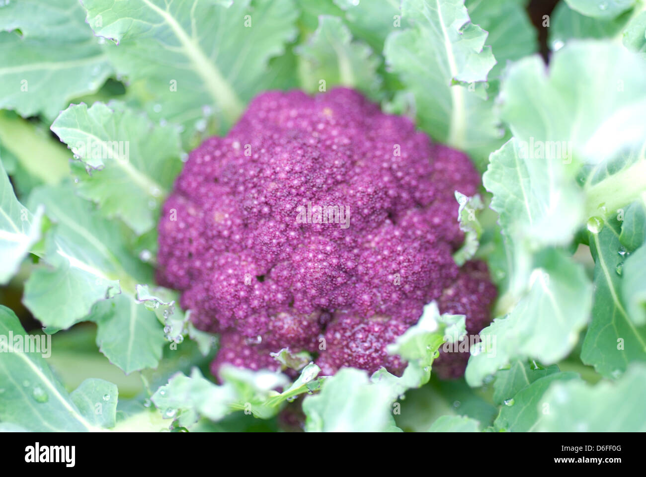 Purple Sprouting Broccoli Stock Photo - Alamy