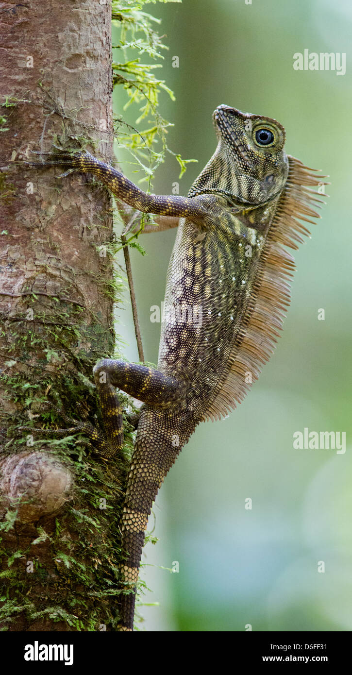 Danum valley borneo sabah lizards hi-res stock photography and images ...