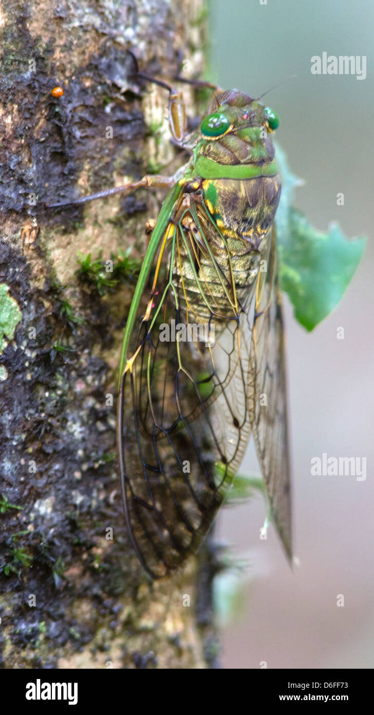Giant Cicada 8 cm with transparent wings and green eyes clinging to a ...