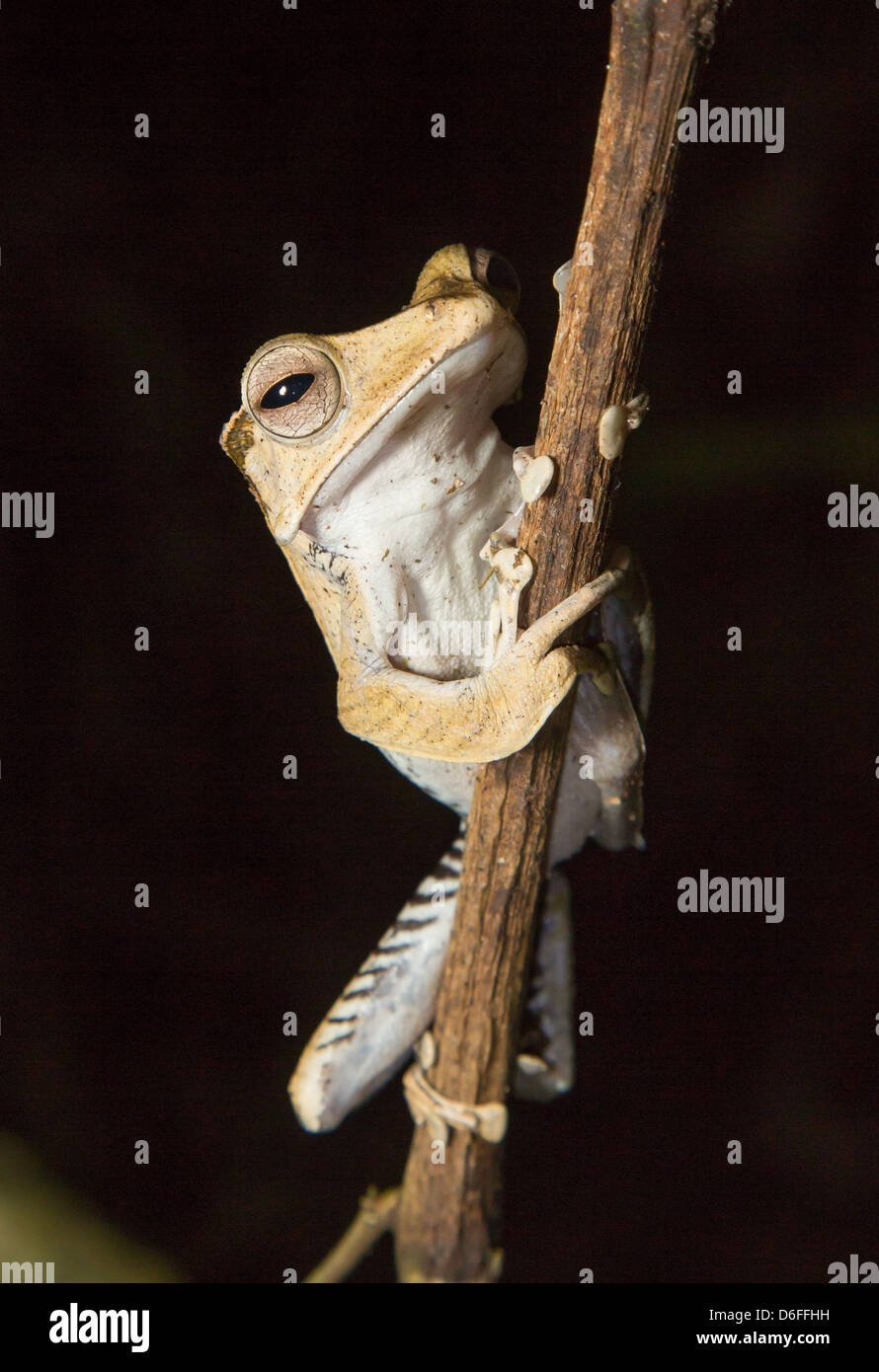 File Eared or Borneo Eared Tree Frog Polypedates otilophus clinging to ...