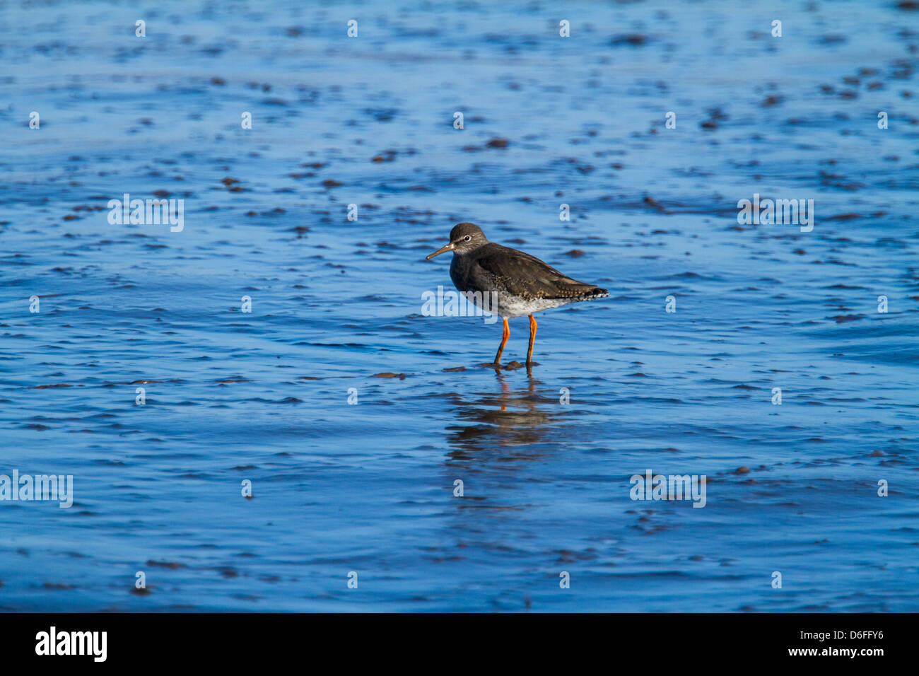 Red Shank (Tringa Totanus) in the mud Norfolk UK Stock Photo - Alamy