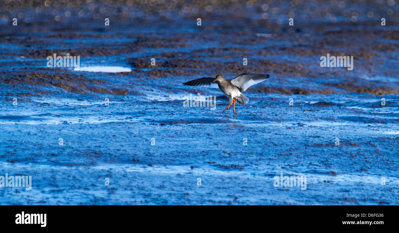 Red Shank (Tringa Totanus) dancing in the mud Norfolk UK Stock Photo ...