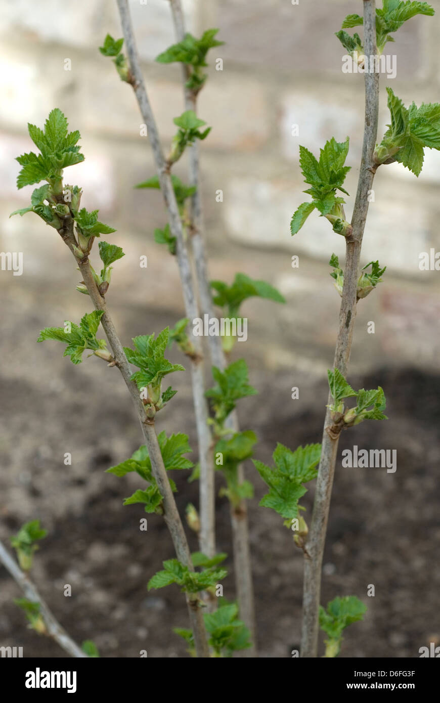 Gooseberry photos hi-res stock photography and images - Alamy